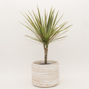 Large Plant Pot by Manzo Design - Not Just Another Store