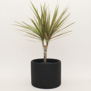 Large Plant Pot by Manzo Design - Not Just Another Store