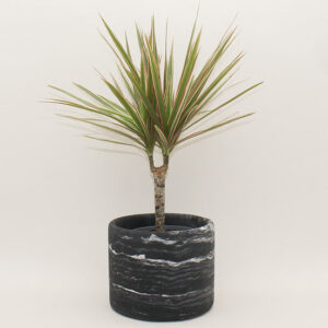 Large Plant Pot by Manzo Design - Not Just Another Store