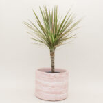 Large Plant Pot by Manzo Design - Not Just Another Store