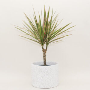 Large Plant Pot by Manzo Design - Not Just Another Store